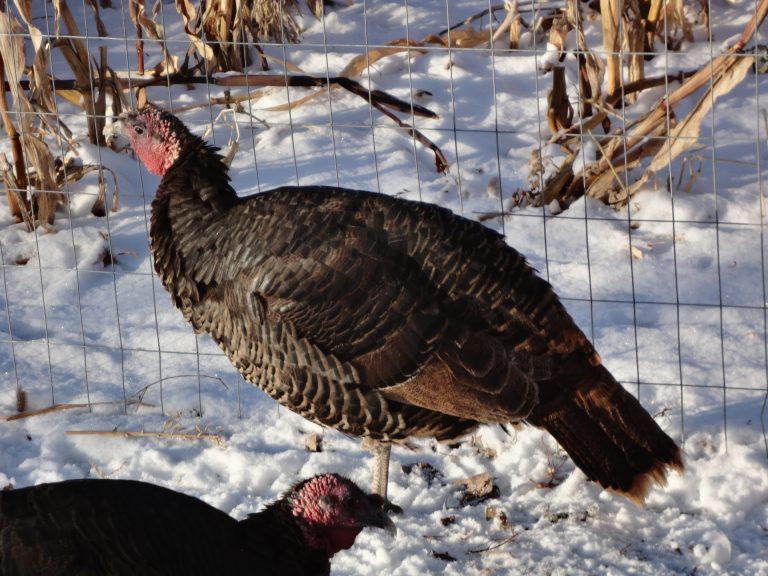 Raising Heritage Turkey Breeds - Backyard Poultry